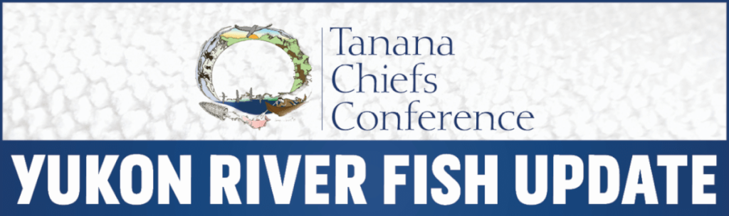 Yukon River Fish Update – Tanana Chiefs Conference