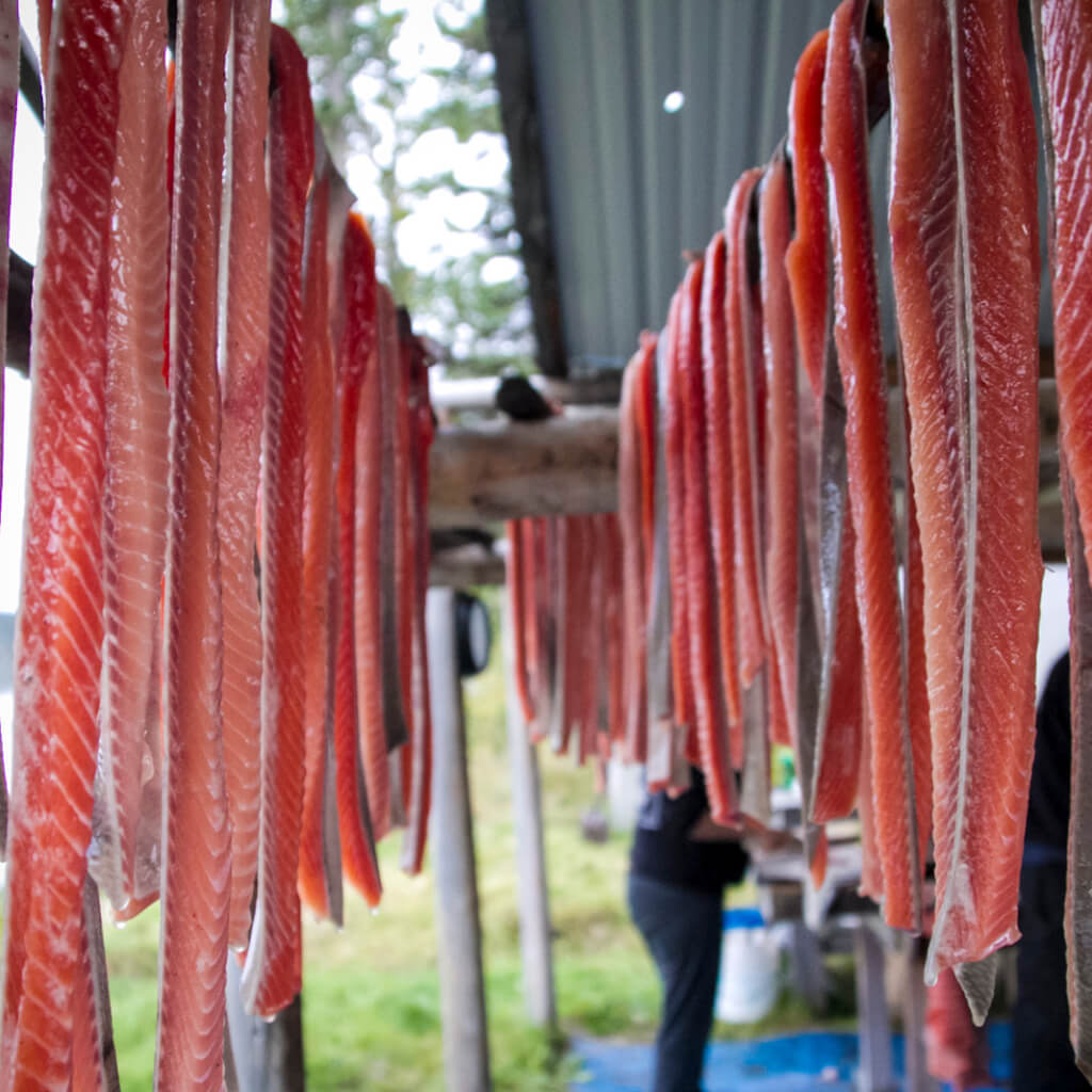 Yukon River Inter-Tribal Fish Commission – Tanana Chiefs Conference