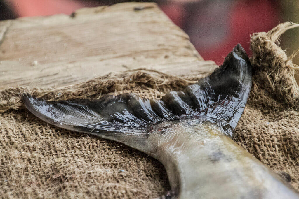 NOAA Fisheries Tribal Engagement Session – Tanana Chiefs Conference