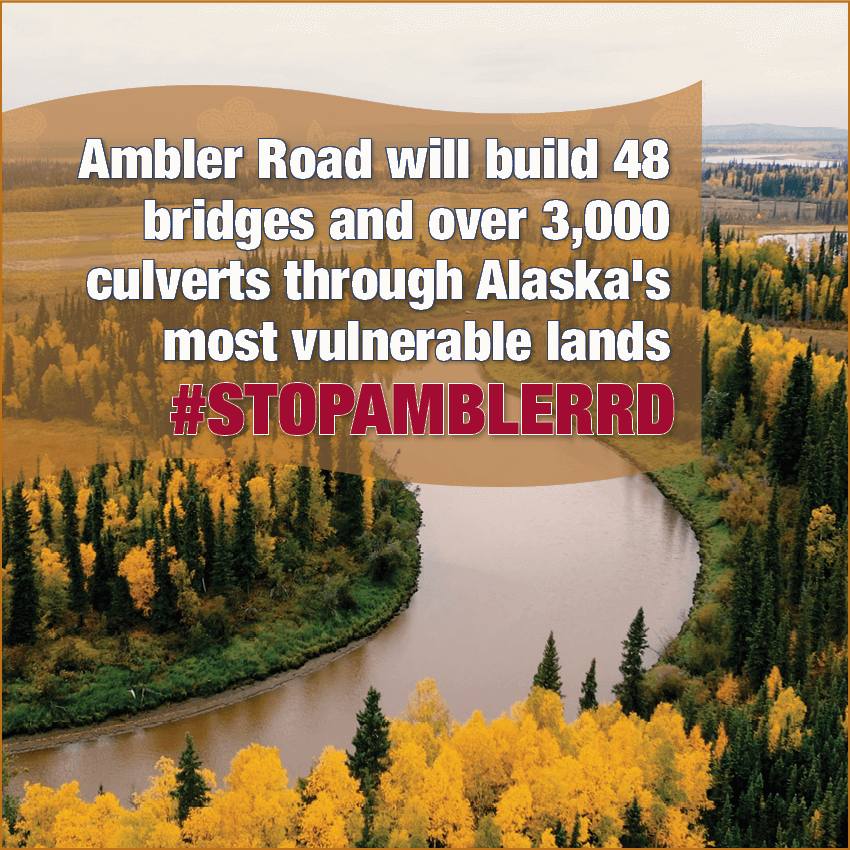Stop Ambler Road Graphics – Tanana Chiefs Conference