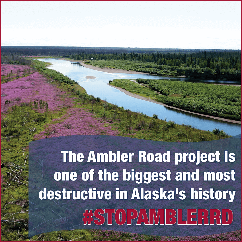 Stop Ambler Road Graphics – Tanana Chiefs Conference