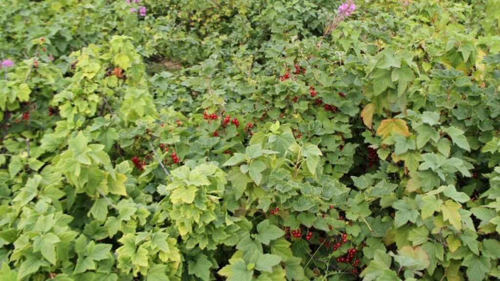 Growing Currants in Alaska – Tanana Chiefs Conference
