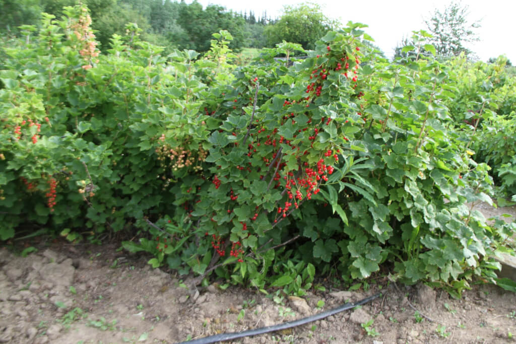 Growing Currants in Alaska – Tanana Chiefs Conference