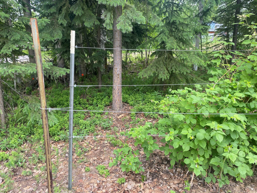 Growing Raspberries in Alaska – Tanana Chiefs Conference