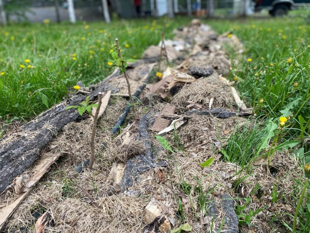 Growing Raspberries in Alaska – Tanana Chiefs Conference