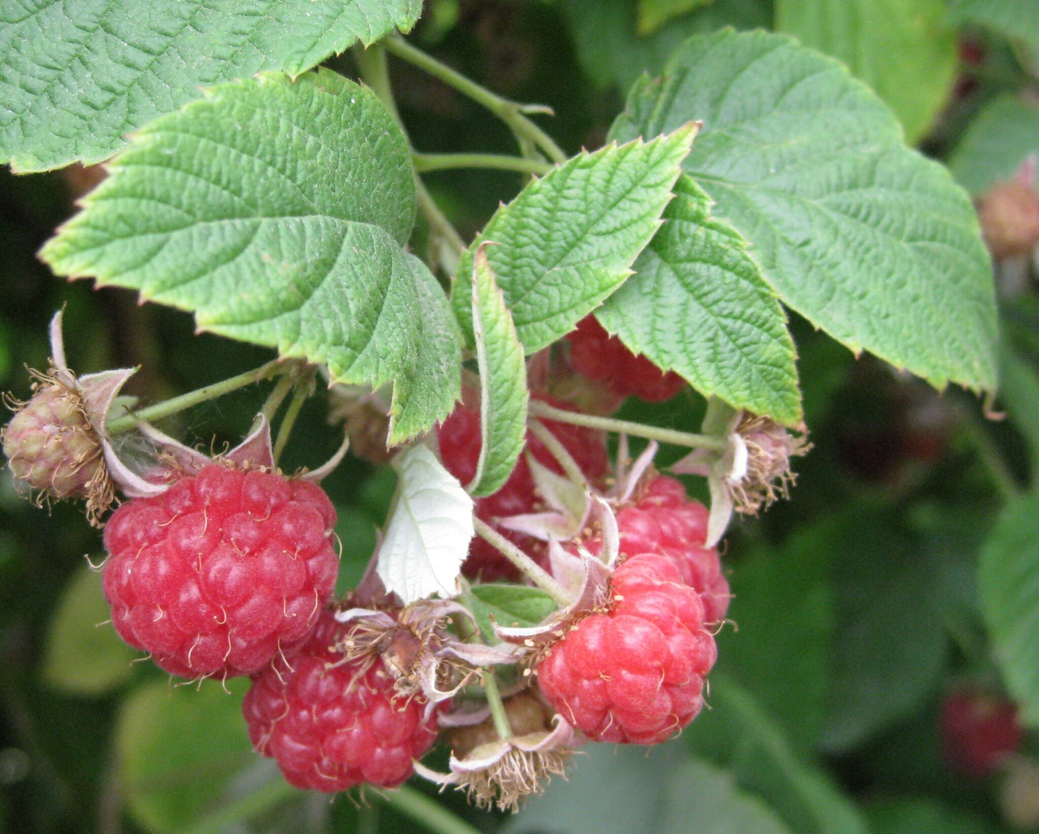 Growing Raspberries in Alaska – Tanana Chiefs Conference